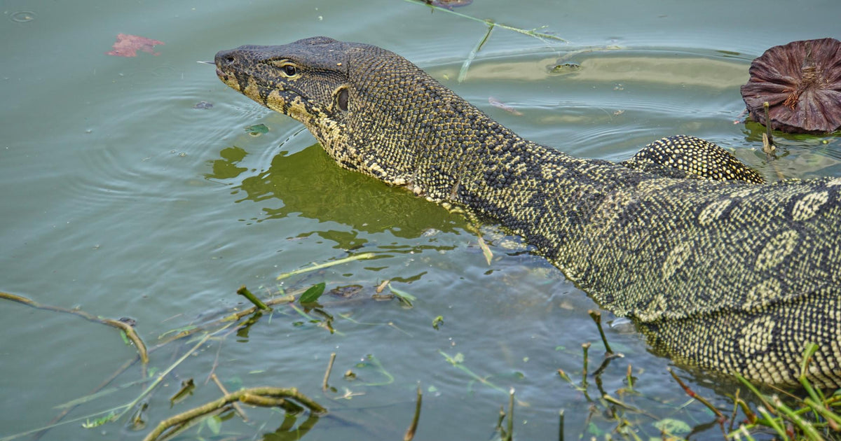 30 photos of Water Monitor Lizard – Fotoref