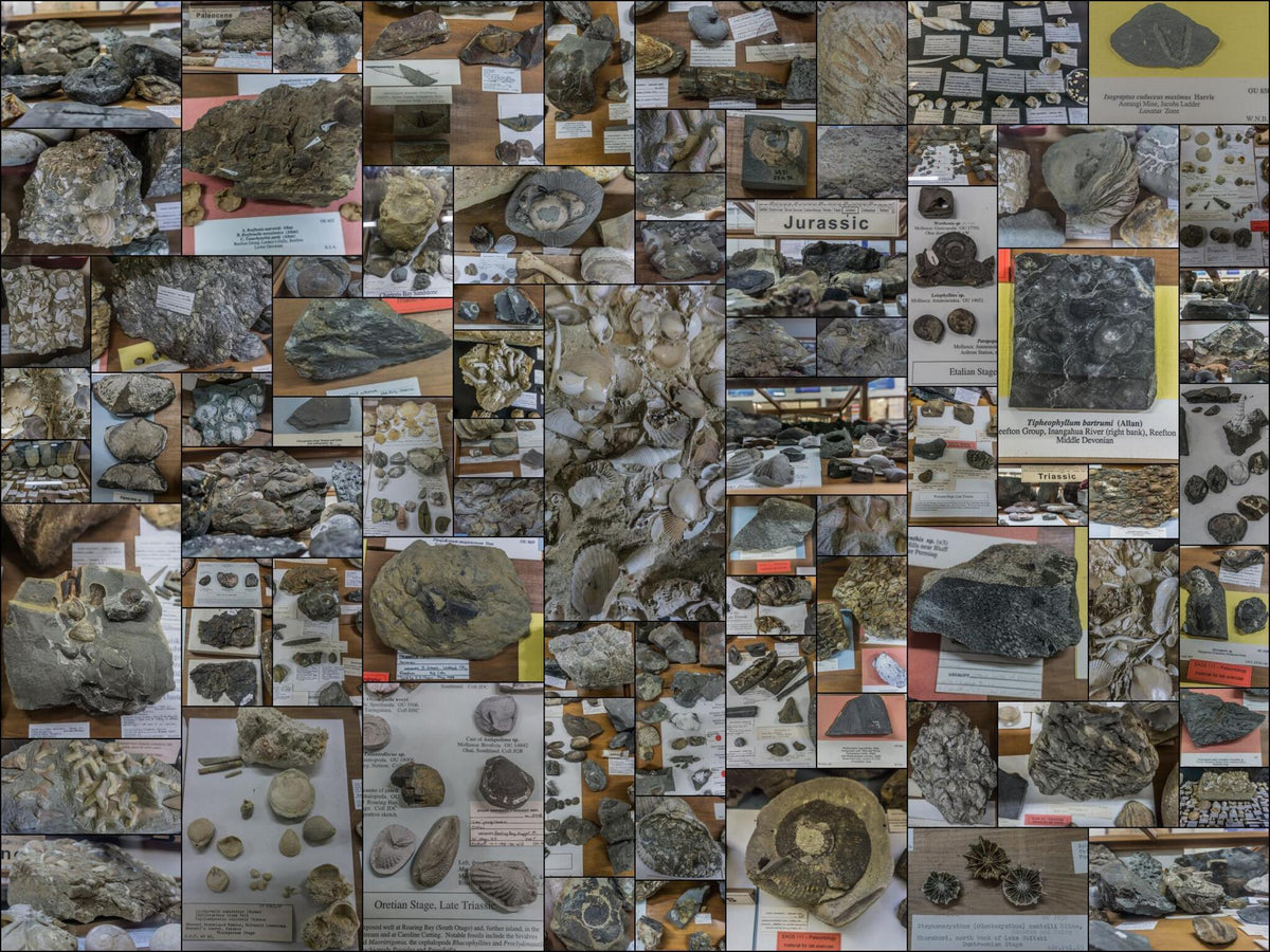 165 photos of Prehistoric Sea-Life Fossils – Fotoref