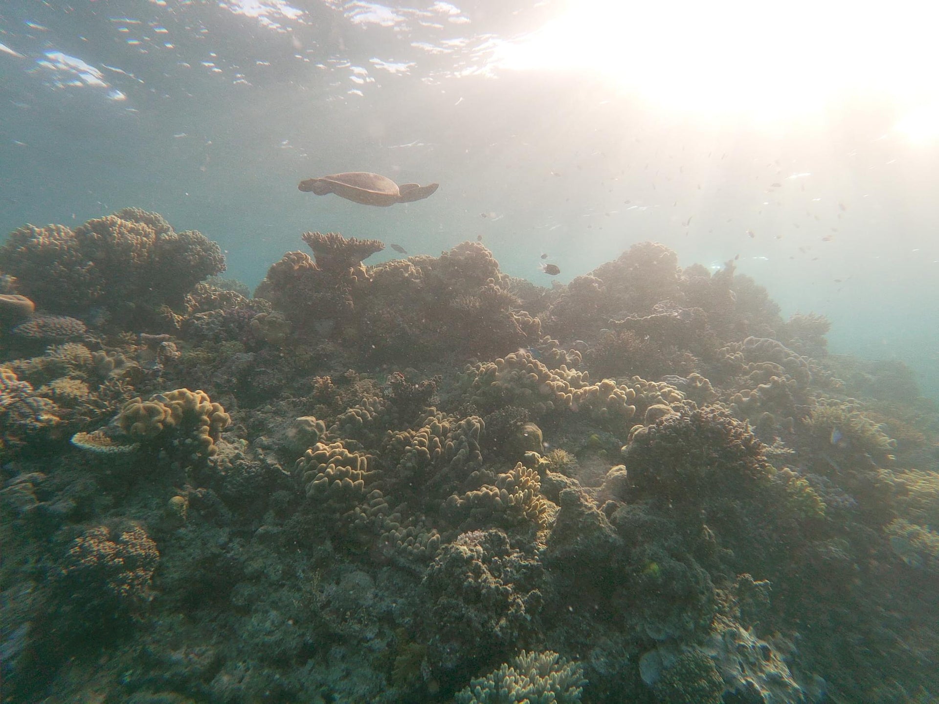 202 photos of Coral Reef Sunset – Fotoref