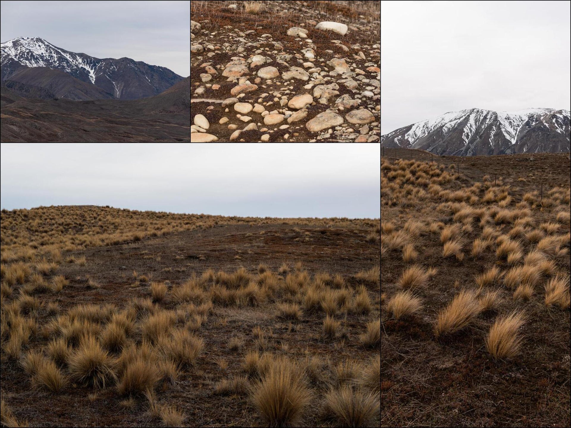 346 Photos Of Tussock Grasslands Fotoref