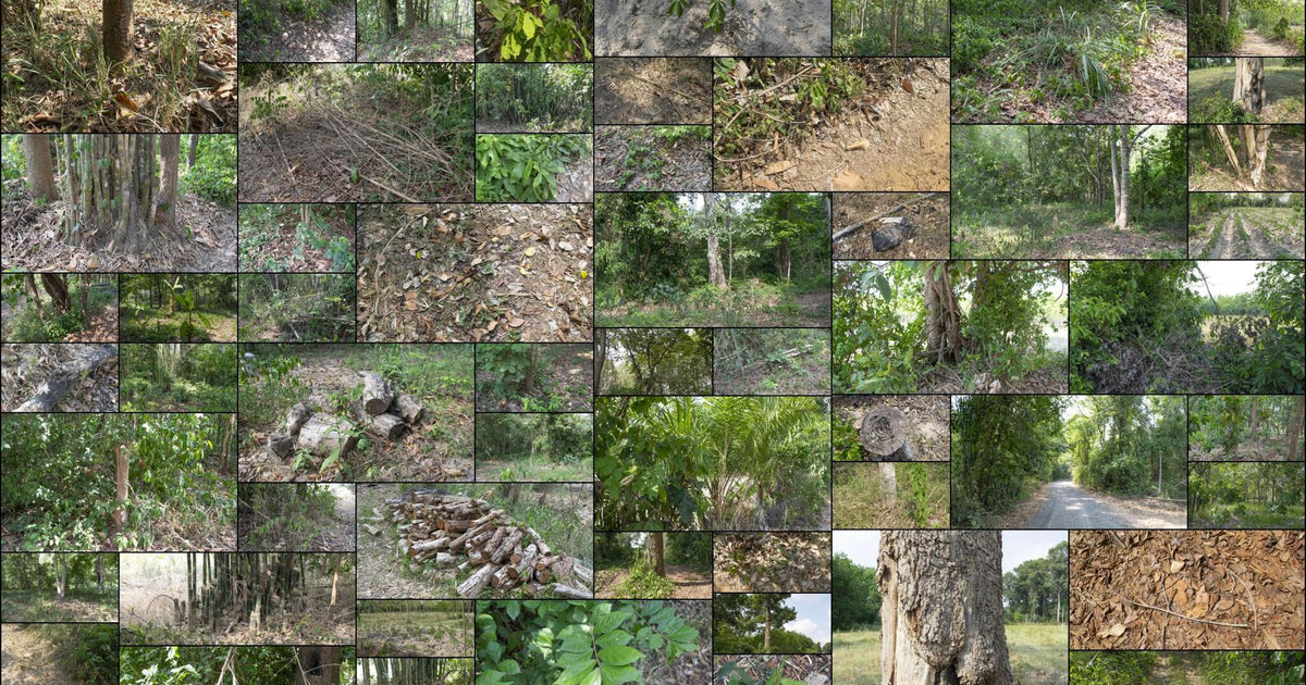 219 photos of Southeast Asia Forest – Fotoref