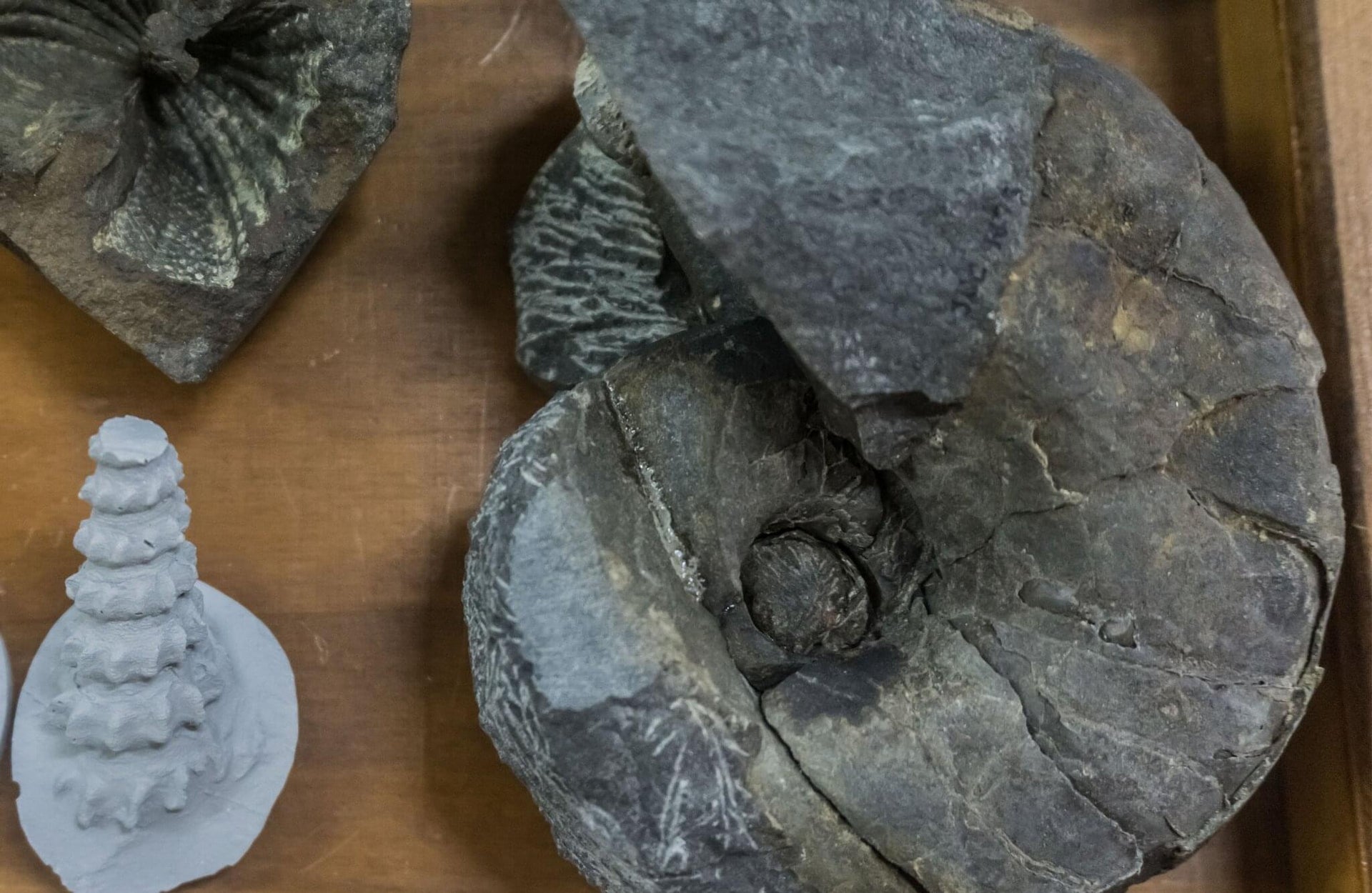 165 photos of Prehistoric Sea-Life Fossils – Fotoref