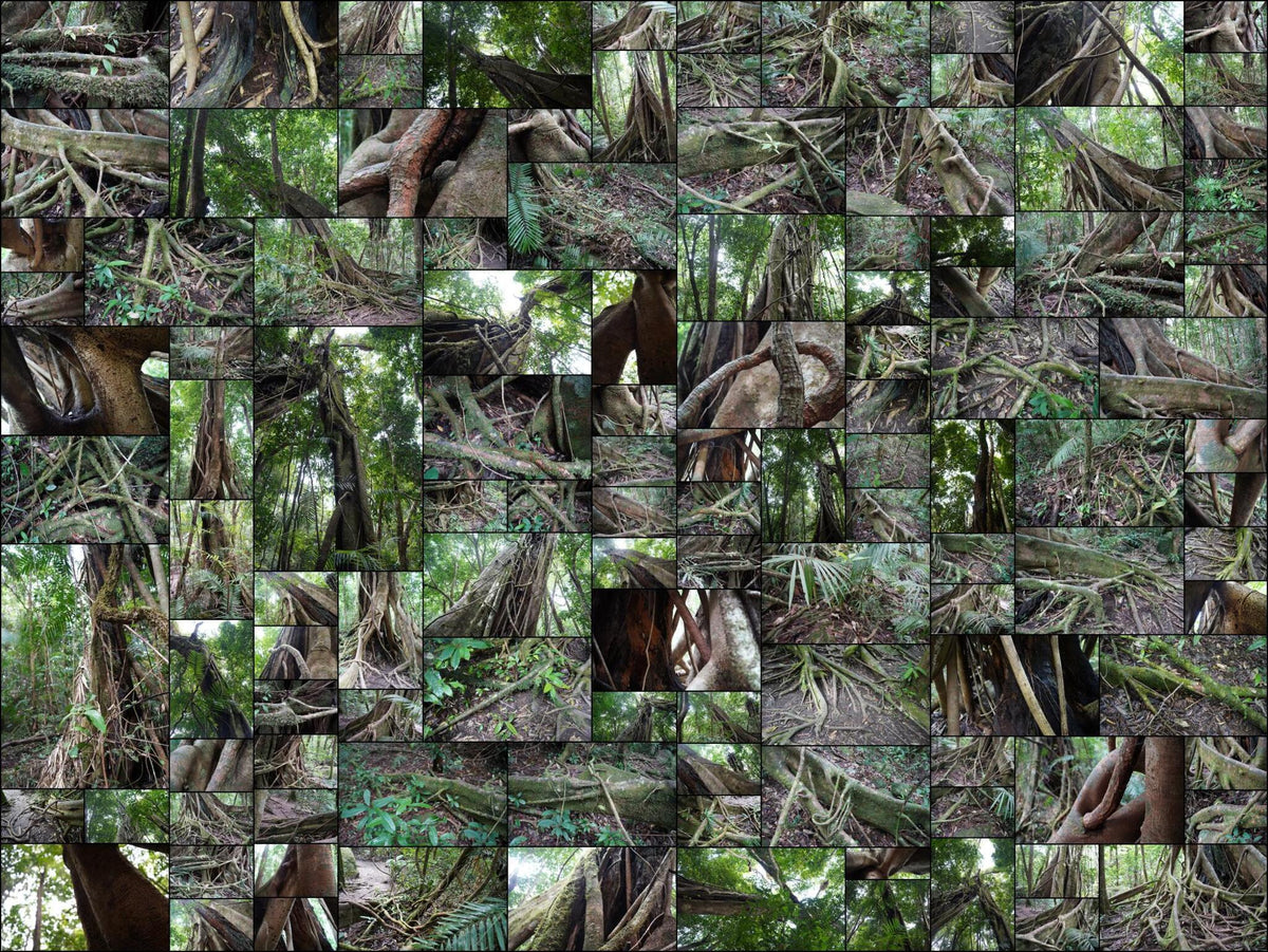 119 photos of Giant Parasite Plant Consuming Another Tree – Fotoref