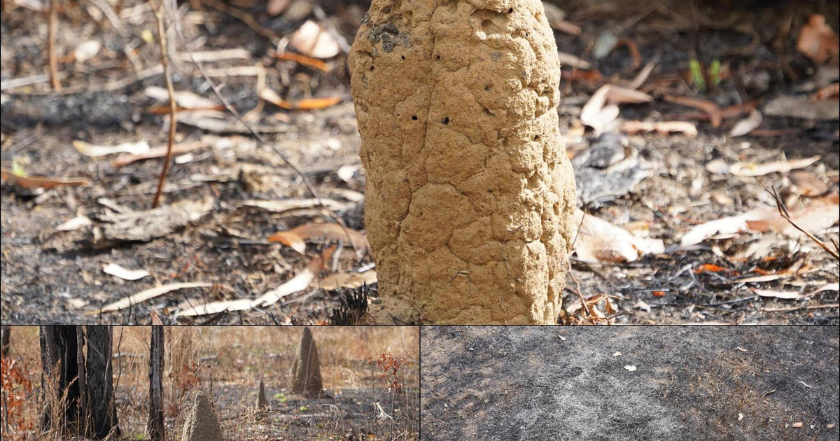 108 photos of Burned Termite Bush Forest – Fotoref