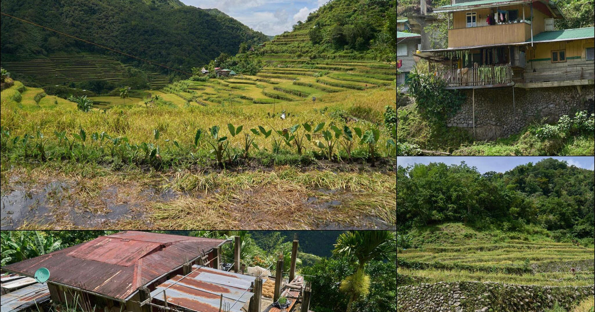 503 photos of Rice Terraces Asian Village – Fotoref