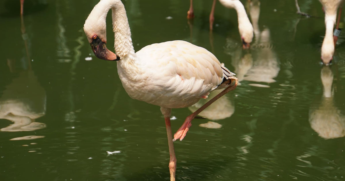 42 photos of Lesser Flamingo – Fotoref