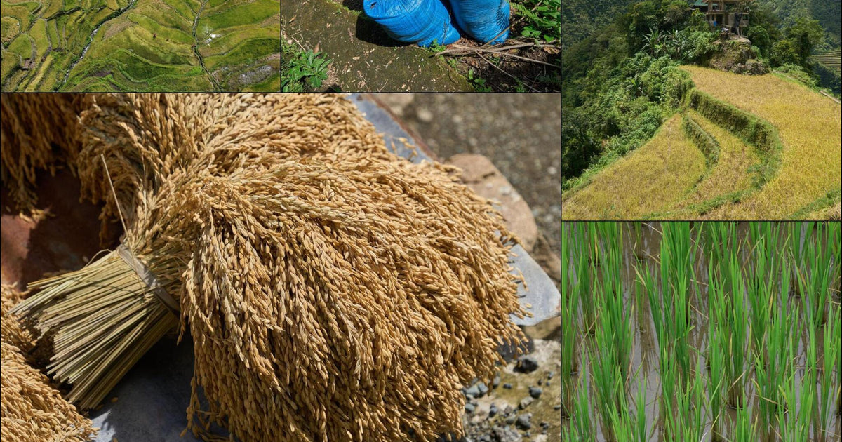 503 photos of Rice Terraces Asian Village – Fotoref