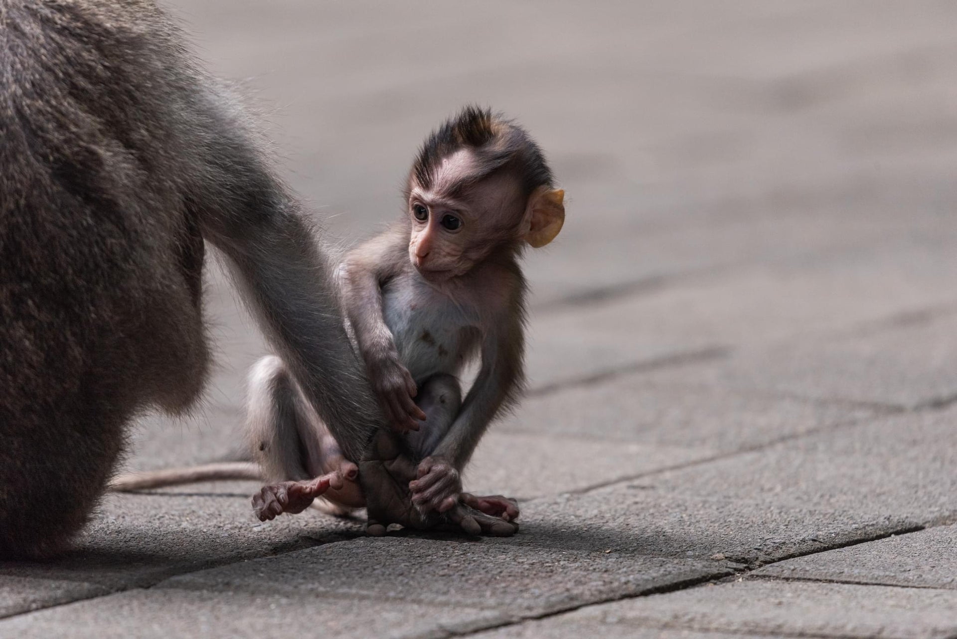424 photos of Macaque Monkeys – Fotoref