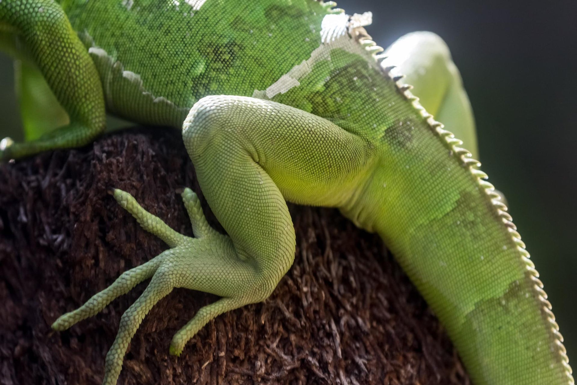 149 photos of Green Iguana Lizards – Fotoref