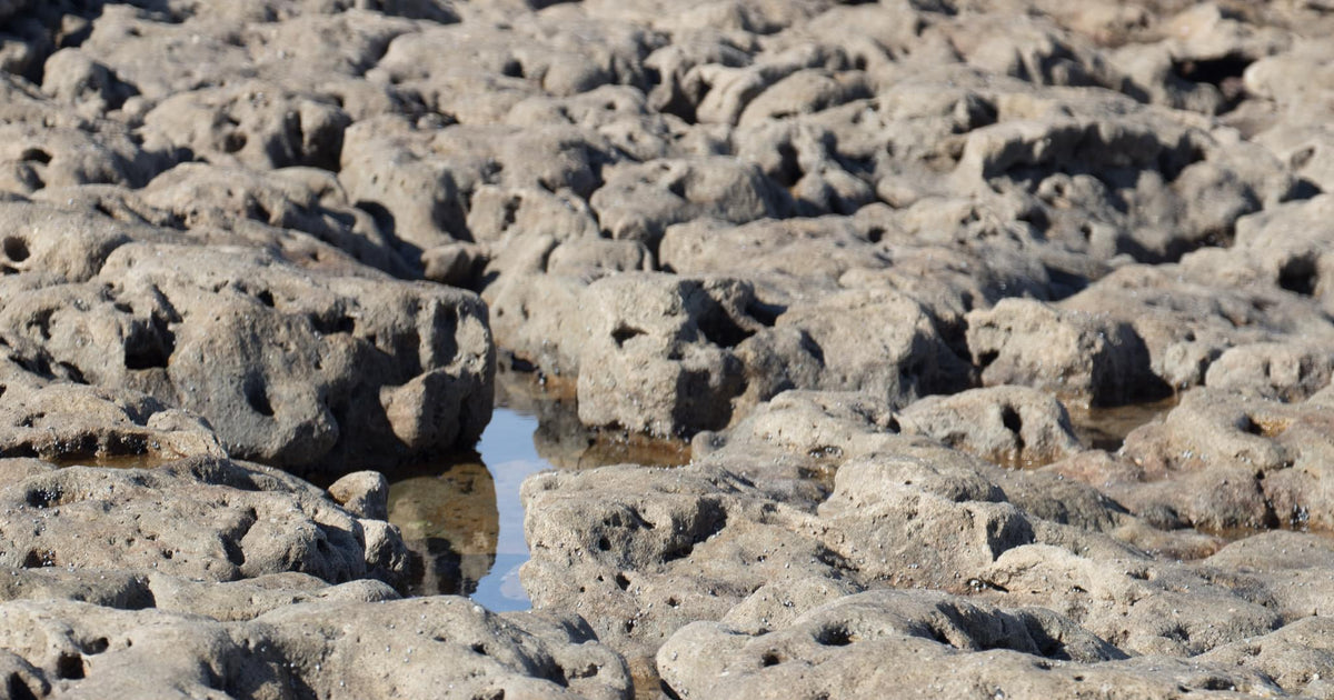 70 photos of Sponge Marine Rocks and Boulders – Fotoref