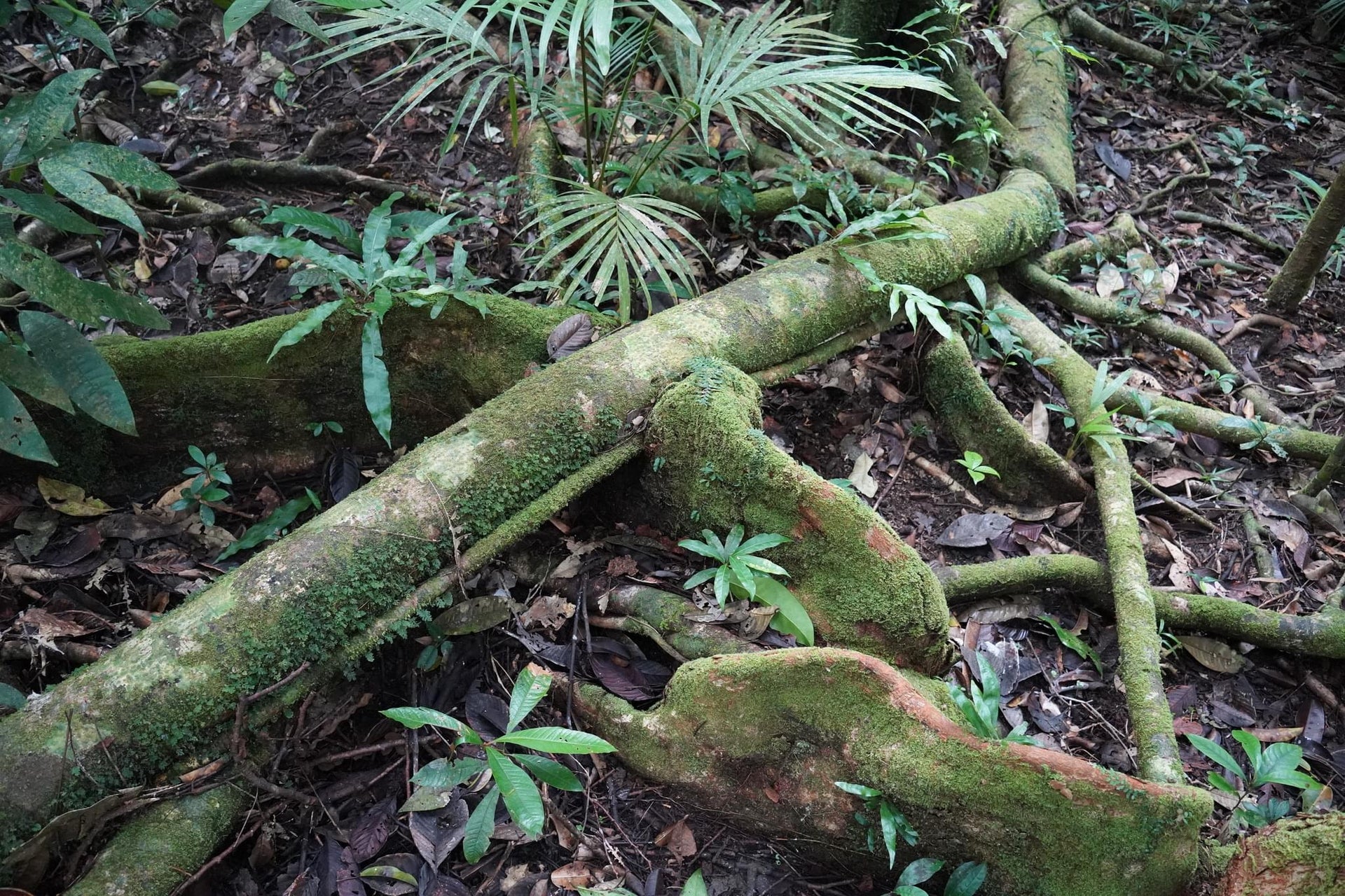 178 photos of Large Tropical Trees Forest – Fotoref