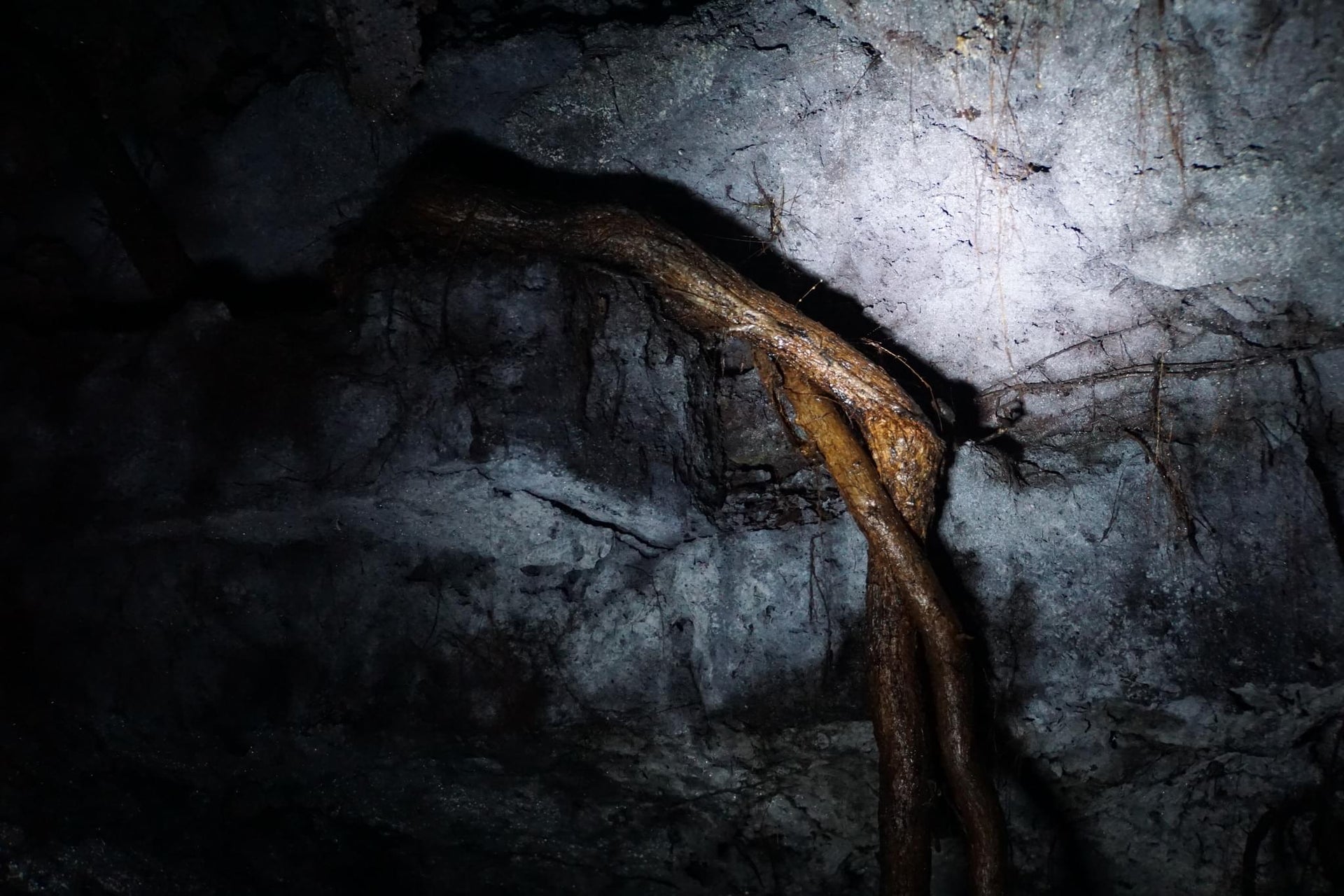 200 photos of Cave Tree Roots – Fotoref