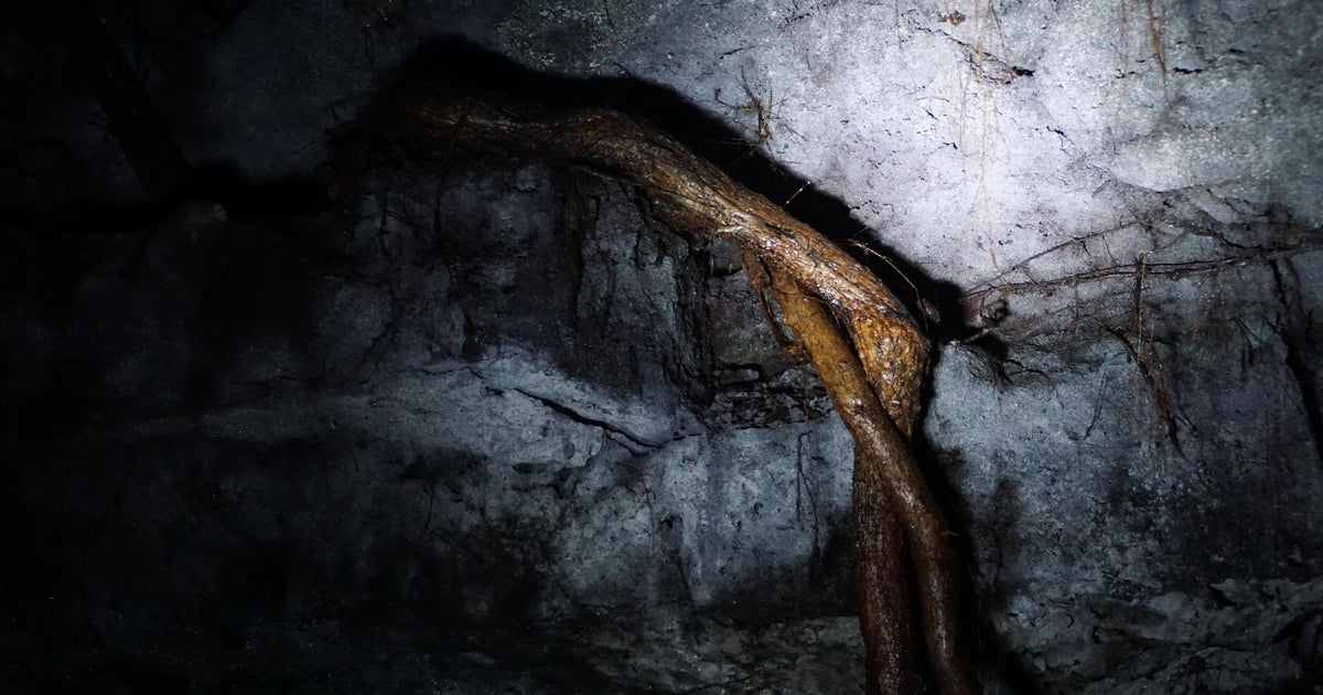 200 photos of Cave Tree Roots – Fotoref