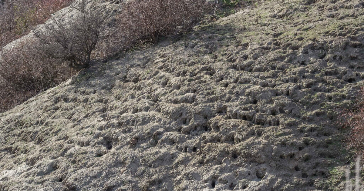 198 photos of Rogue Rabbit Colony – Fotoref