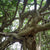 156 photos of Sprawling Banyan Tree Colony – Fotoref
