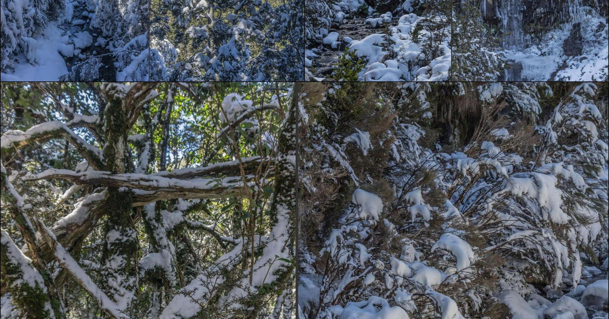 518 photos of Subtropical Rainforest in Snow – Fotoref