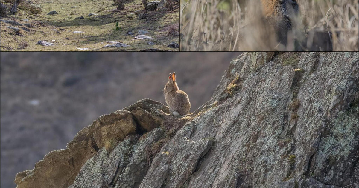 198 photos of Rogue Rabbit Colony – Fotoref