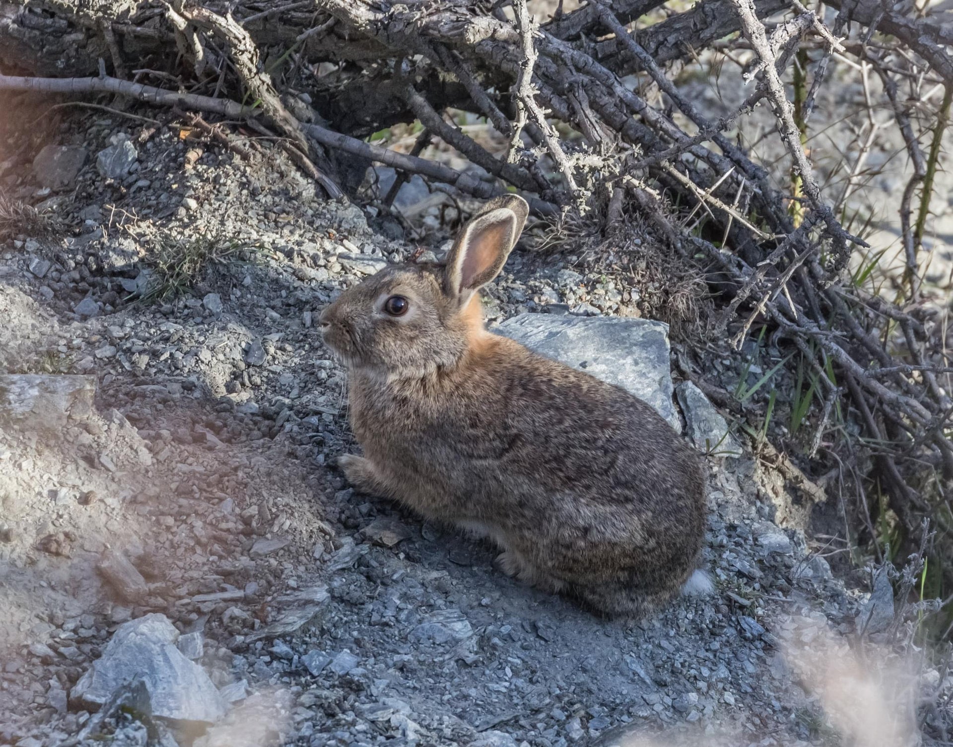 198 photos of Rogue Rabbit Colony – Fotoref