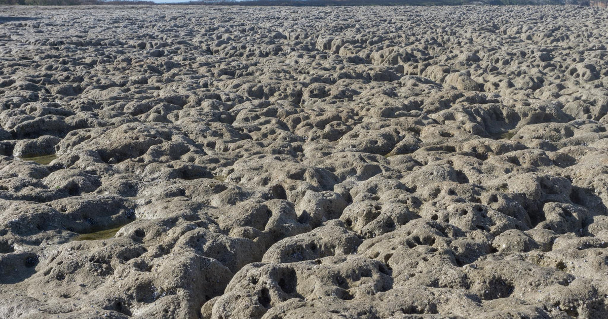 70 photos of Sponge Marine Rocks and Boulders – Fotoref