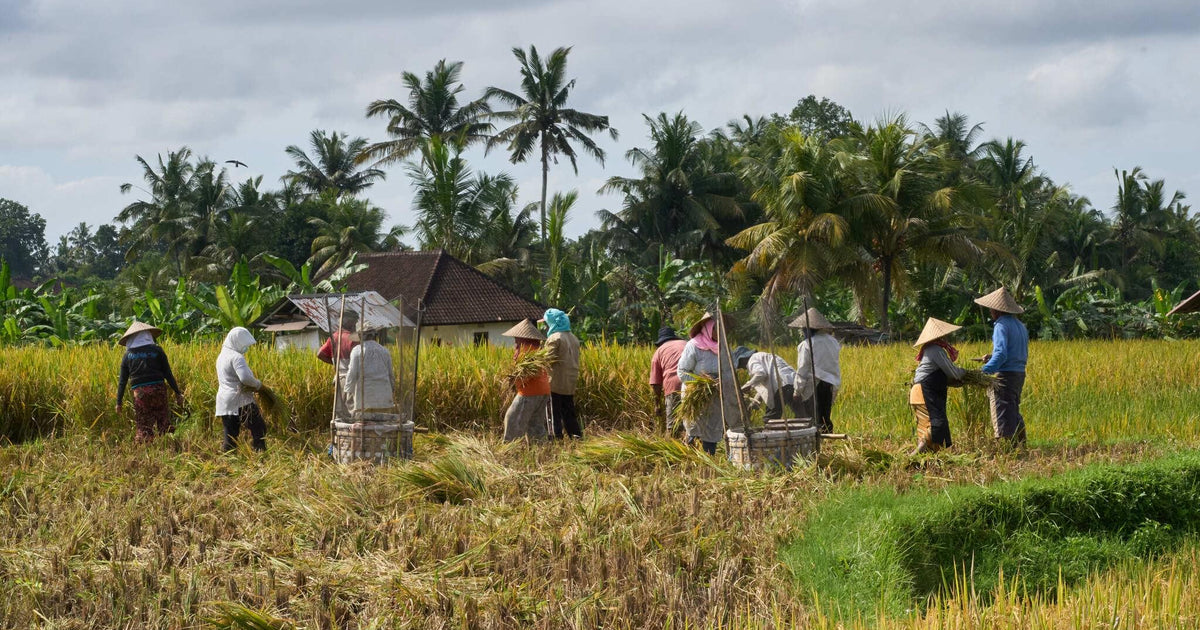 216 photos of Bali Rice Paddies – Fotoref