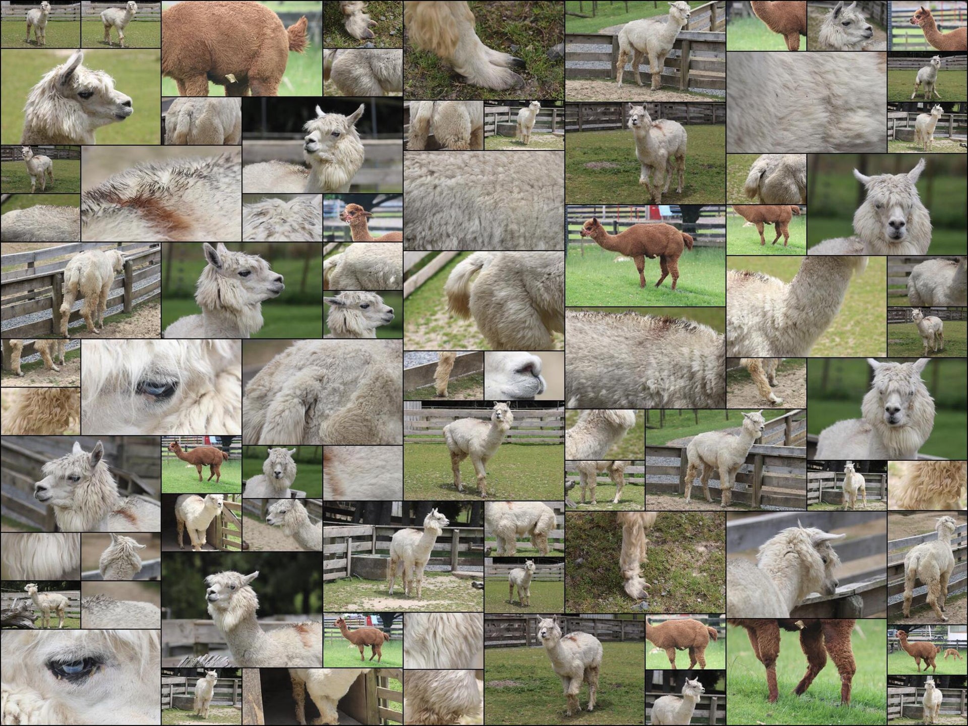 81 photos of Alpaca – Fotoref