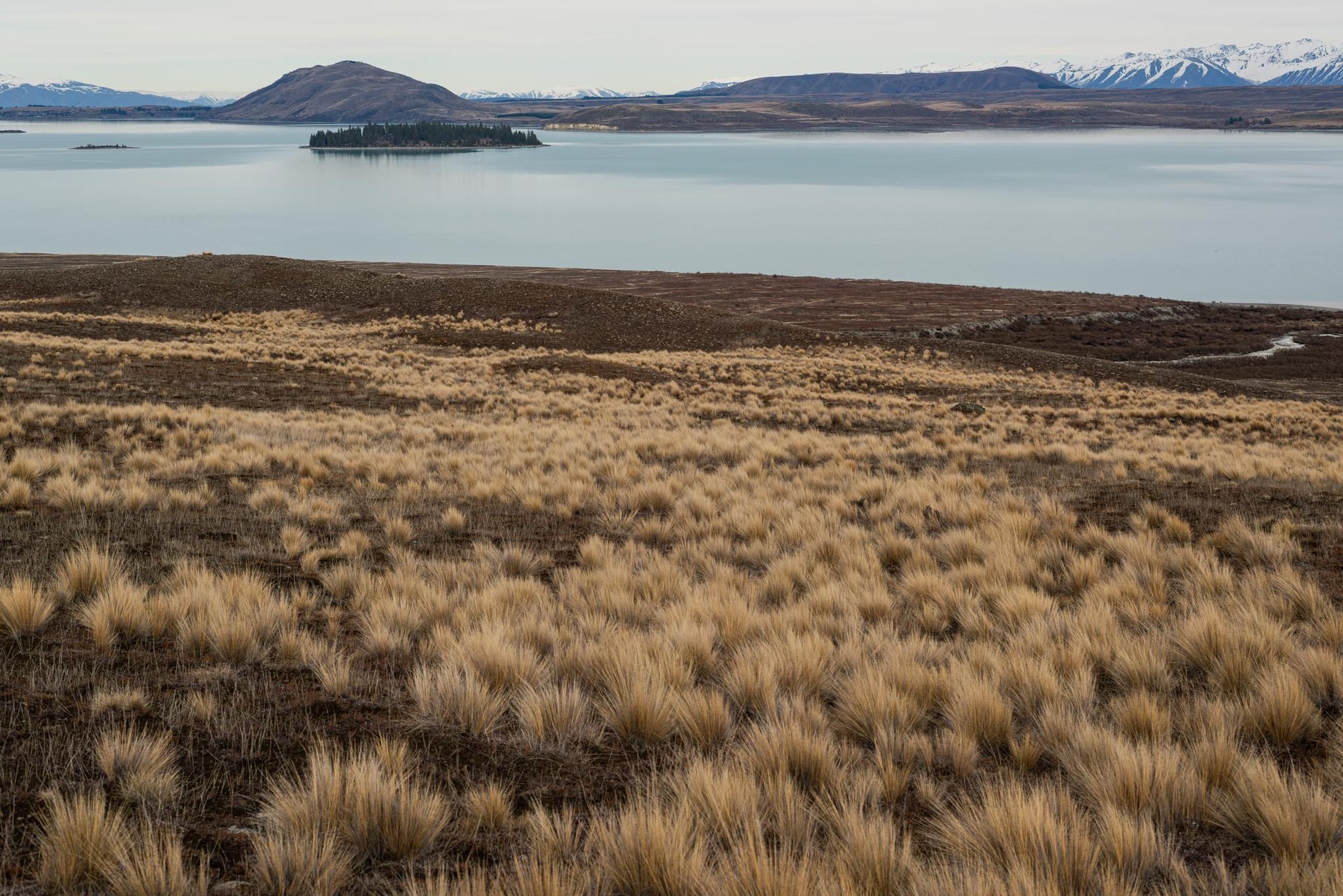 346 photos of Tussock Grasslands – Fotoref