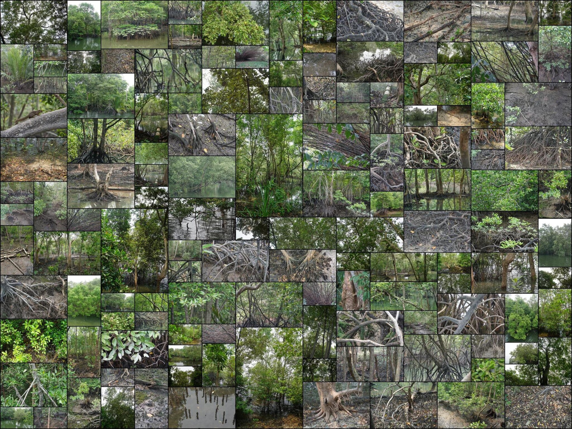 676 photos of Mangrove Swamps – Fotoref