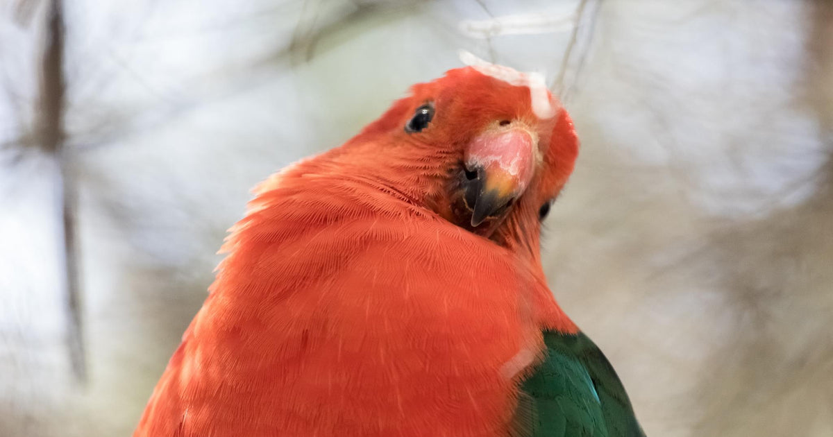 63 photos of King Parrot – Fotoref