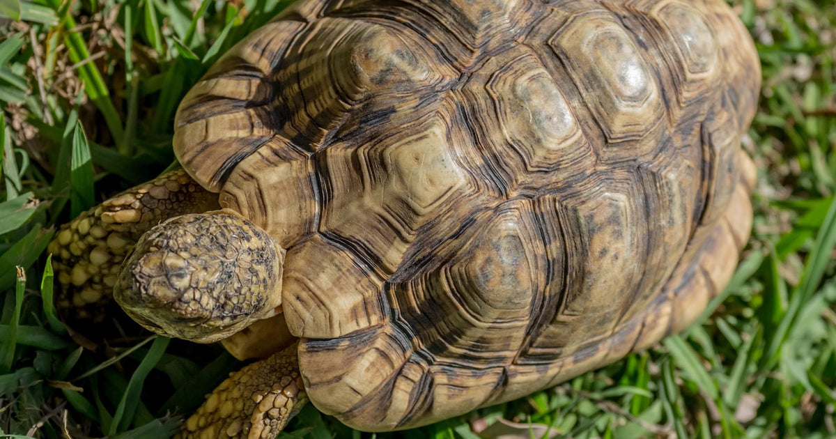 56 photos of Star Tortoise – Fotoref