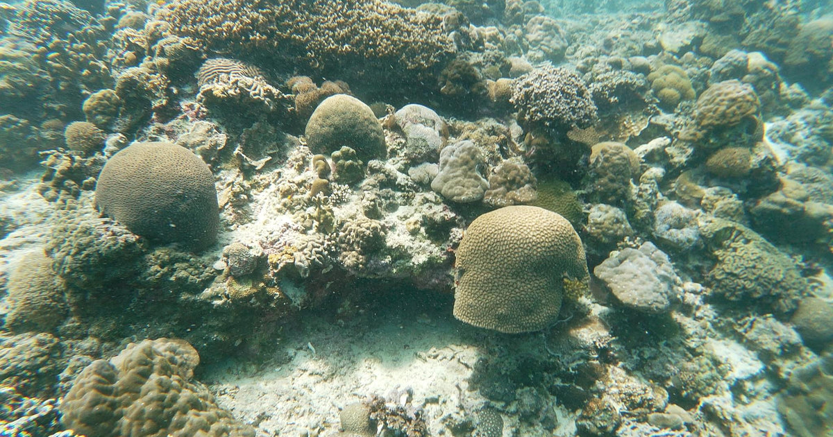 107 photos of Bulgy Small Corals – Fotoref