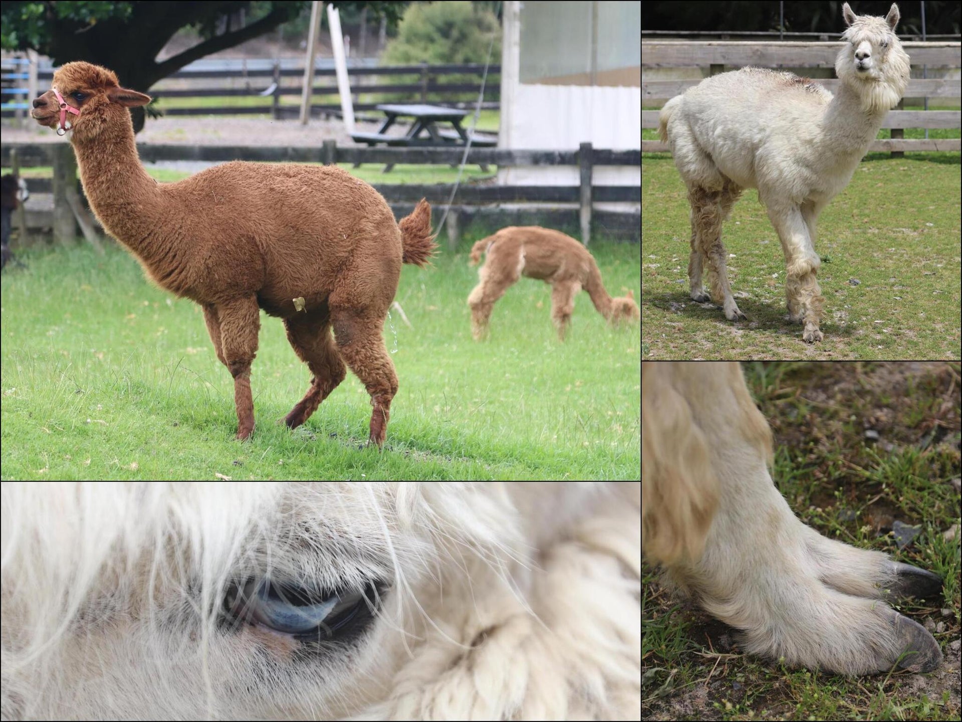 81 photos of Alpaca – Fotoref