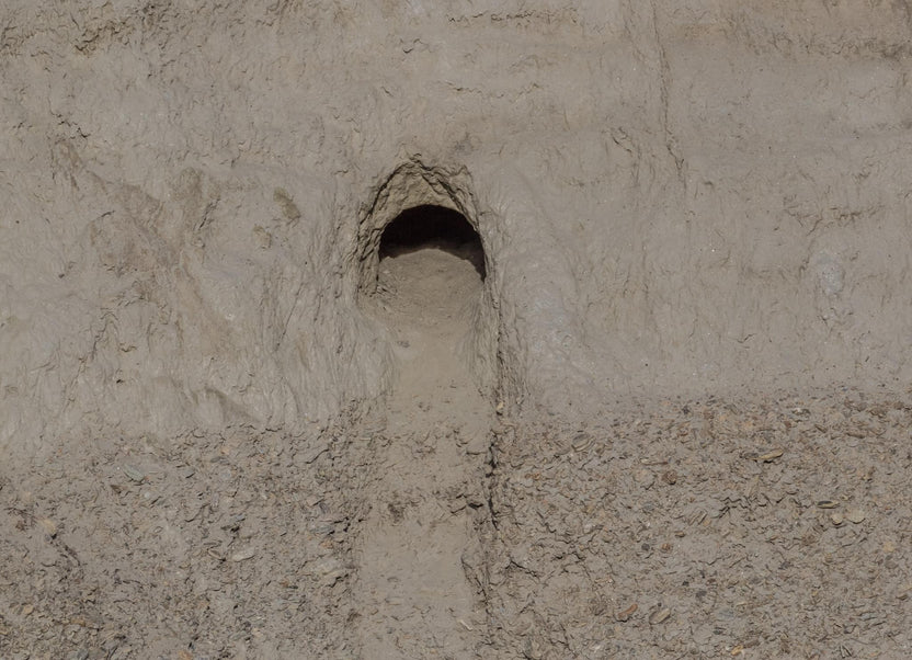 198 photos of Rogue Rabbit Colony – Fotoref