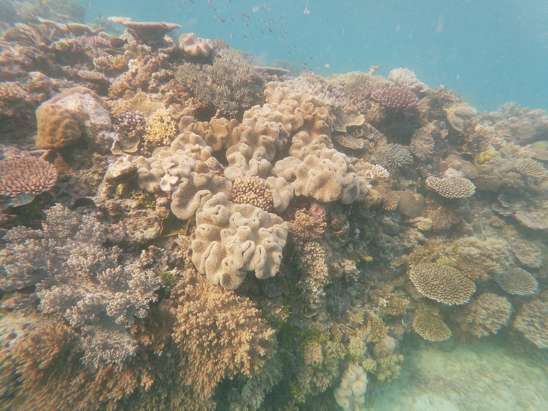 202 photos of Coral Reef Sunset – Fotoref