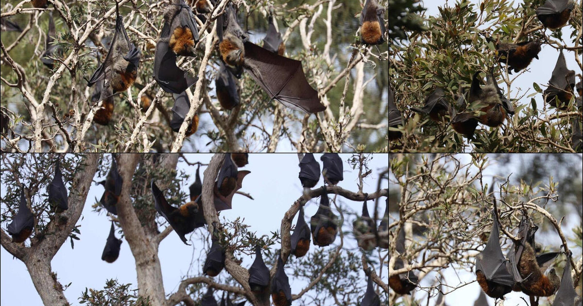 171 photos of Flying Foxes – Fotoref