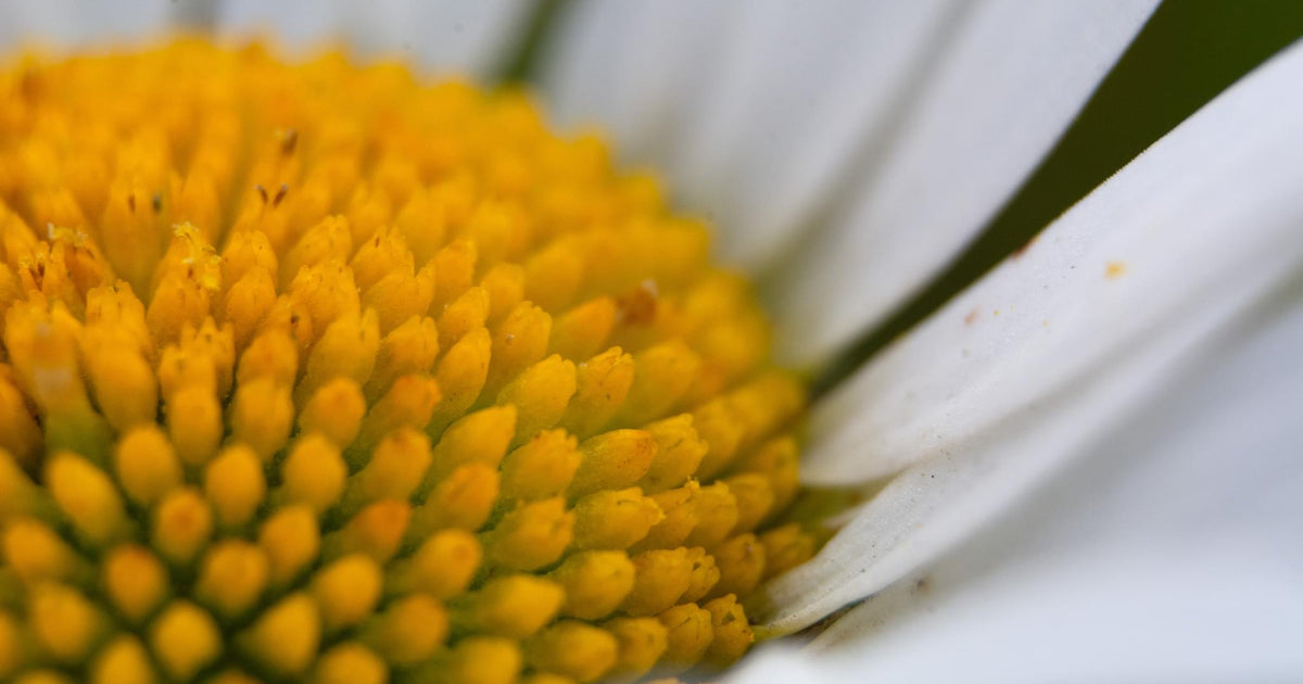 189 photos of Various Flowers Close-Ups – Fotoref