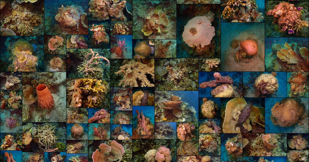 260 photos of Overlit Coral – Fotoref