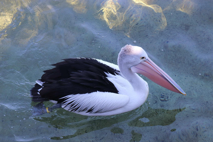 84 photos of Australian Pelican – Fotoref