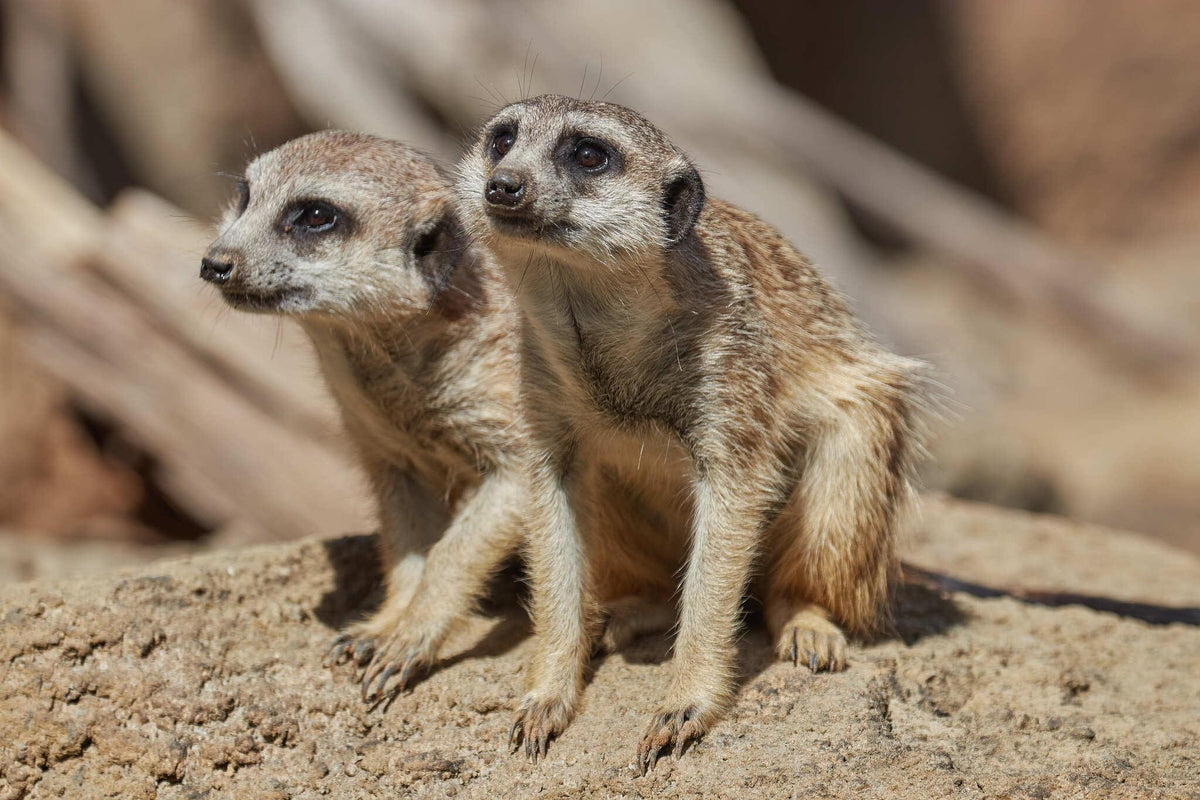 172 photos of Meerkats – Fotoref