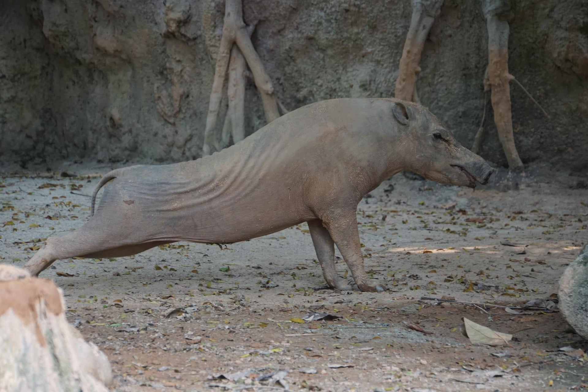 147 photos of Babirusa – Fotoref