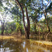 131 photos of Flooded Mangrove Forest – Fotoref