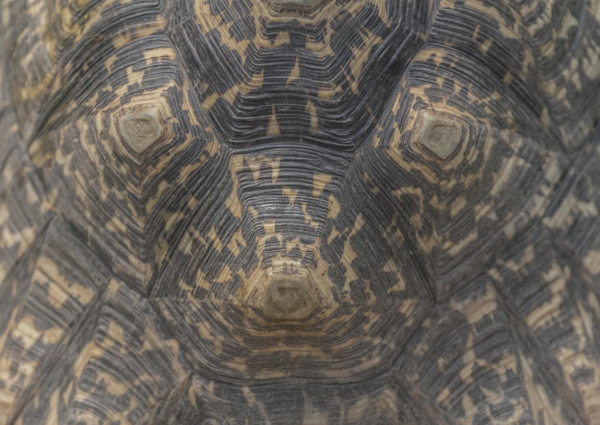 190 photos of Leopard Tortoise – Fotoref