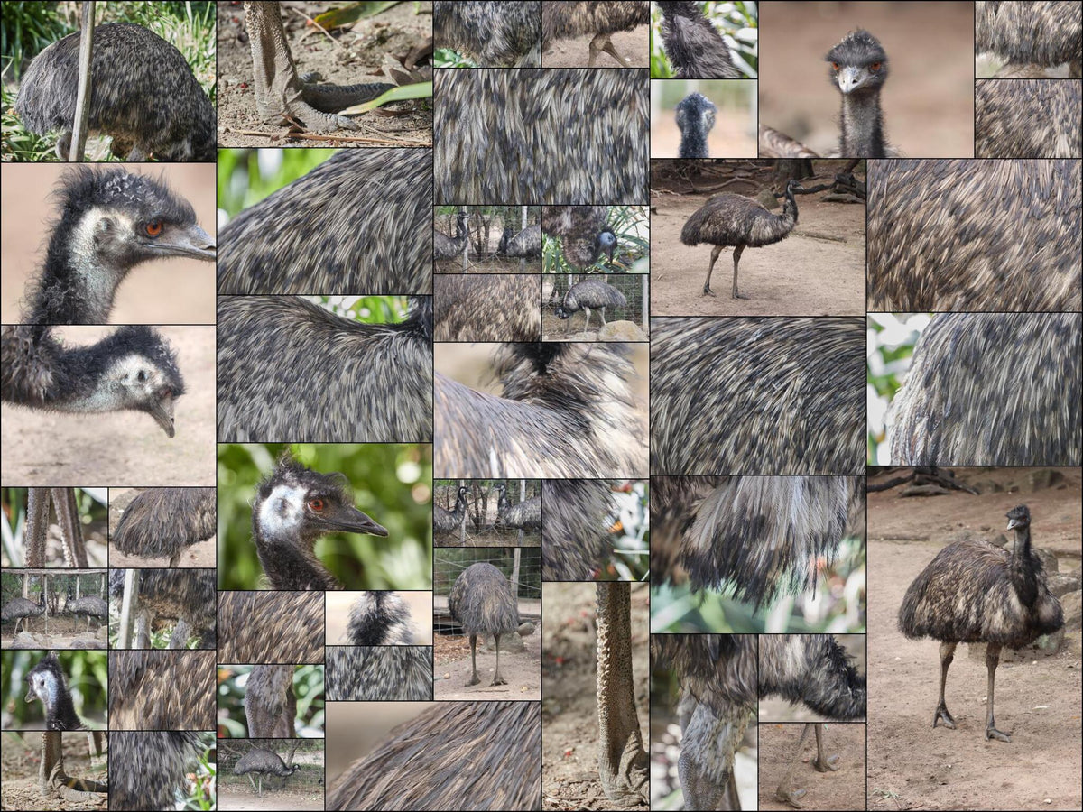 47 photos of Emu – Fotoref