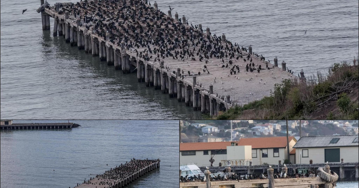 59 photos of Pier Bird Colony – Fotoref