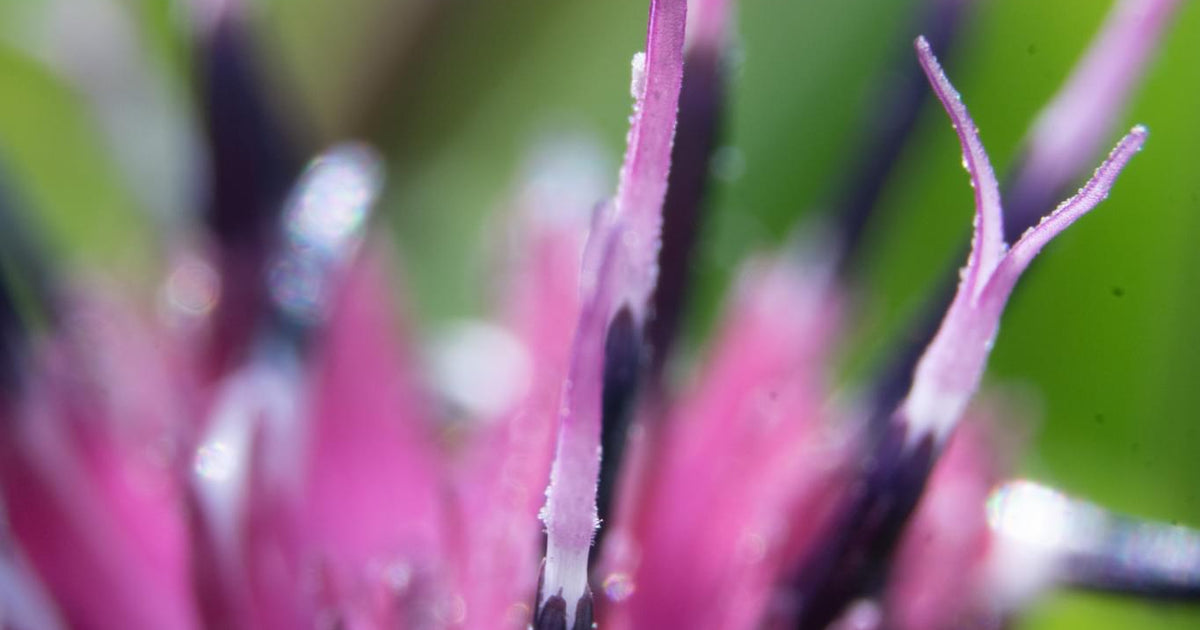 189 photos of Various Flowers Close-Ups – Fotoref