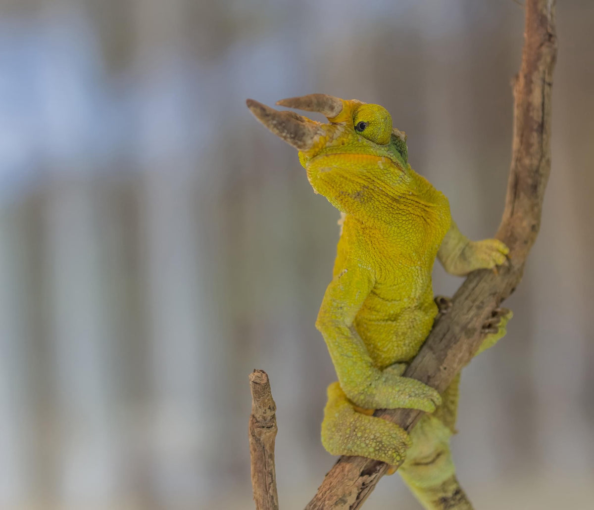 40 photos of Three-Horned Chameleon – Fotoref