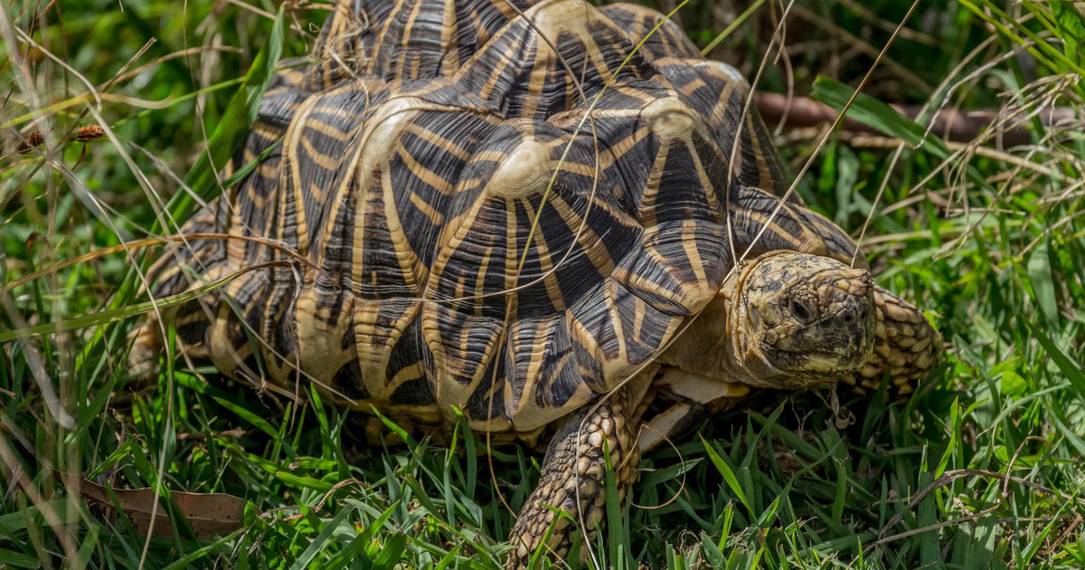 56 photos of Star Tortoise – Fotoref