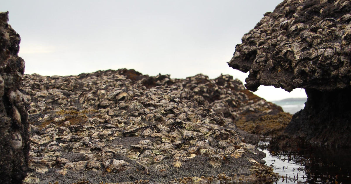 259 photos of Basalt Rocks – Fotoref