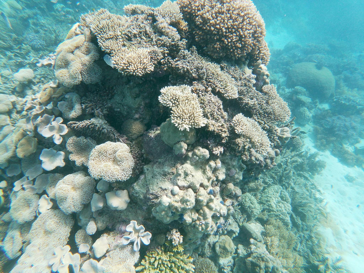 564 photos of Great Barrier Coral Reef Clear Water – Fotoref