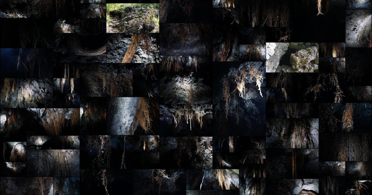 200 photos of Cave Tree Roots – Fotoref