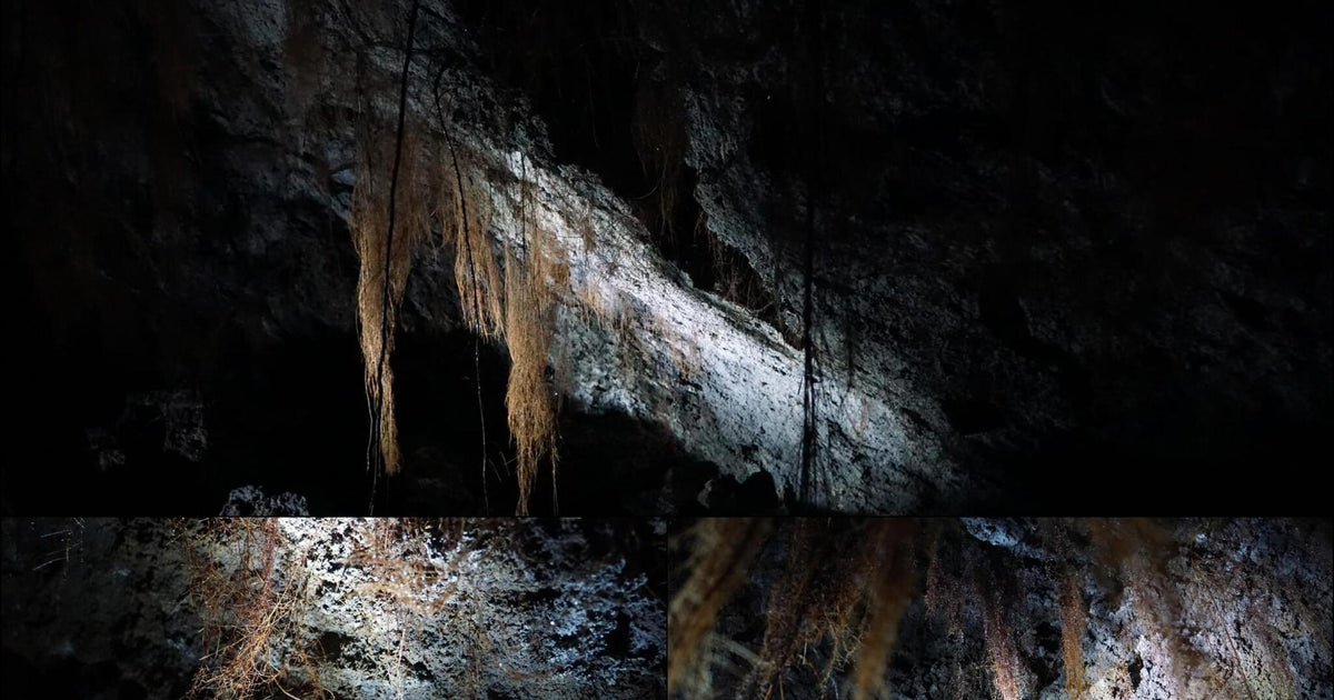 200 photos of Cave Tree Roots – Fotoref